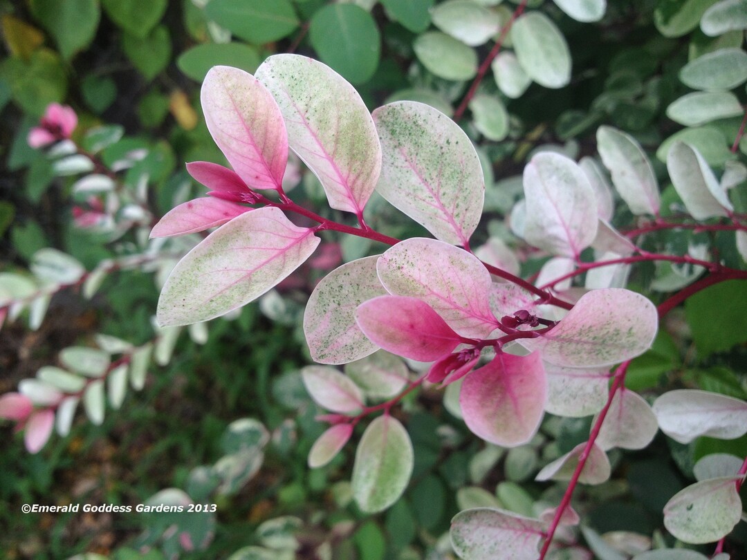 SNOWBUSH Snow on the Mountain Variegated Pink Green White Unusual Leaf ...