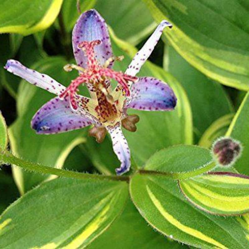 Ground Cover for Shade - Etsy