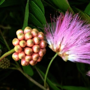 Powder Puff Pink SURINAM Tree Live Plant Rose Cascade Calliandra ...