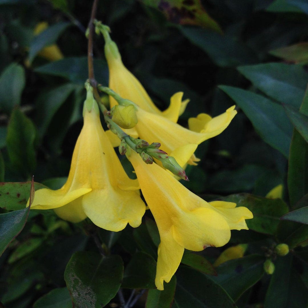 CAROLINA JASMINE Fragrant Swamp Jessamine Yellow Spring Flowering Vine ...