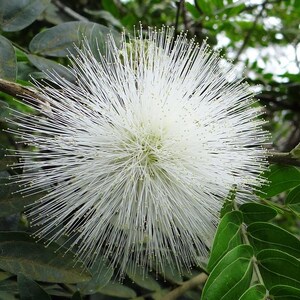POWDER PUFF WHITE Tree Live Plant Calliandra Haematocephylla Alba ...