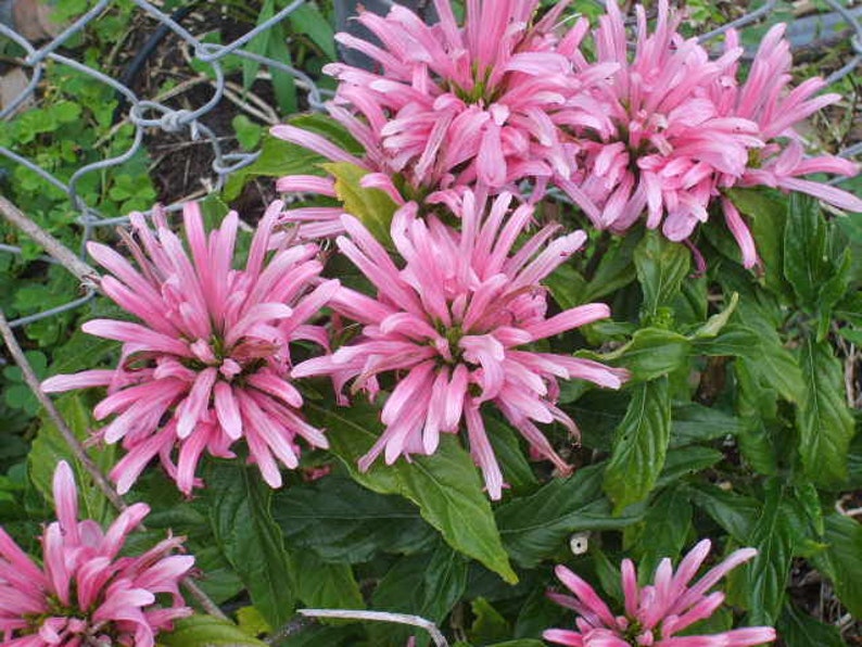 JUSTICIA PINK Brazilian Plume Jacobina Tropical Perennial - Etsy