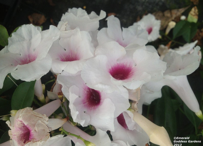 PANDORA Vine PINK Live Plant Pandorea Jasminoides Romantic - Etsy