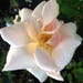 SAFRANO Apricot Pink Shrub Rose Bush Live Plant Heirloom Own Root ...