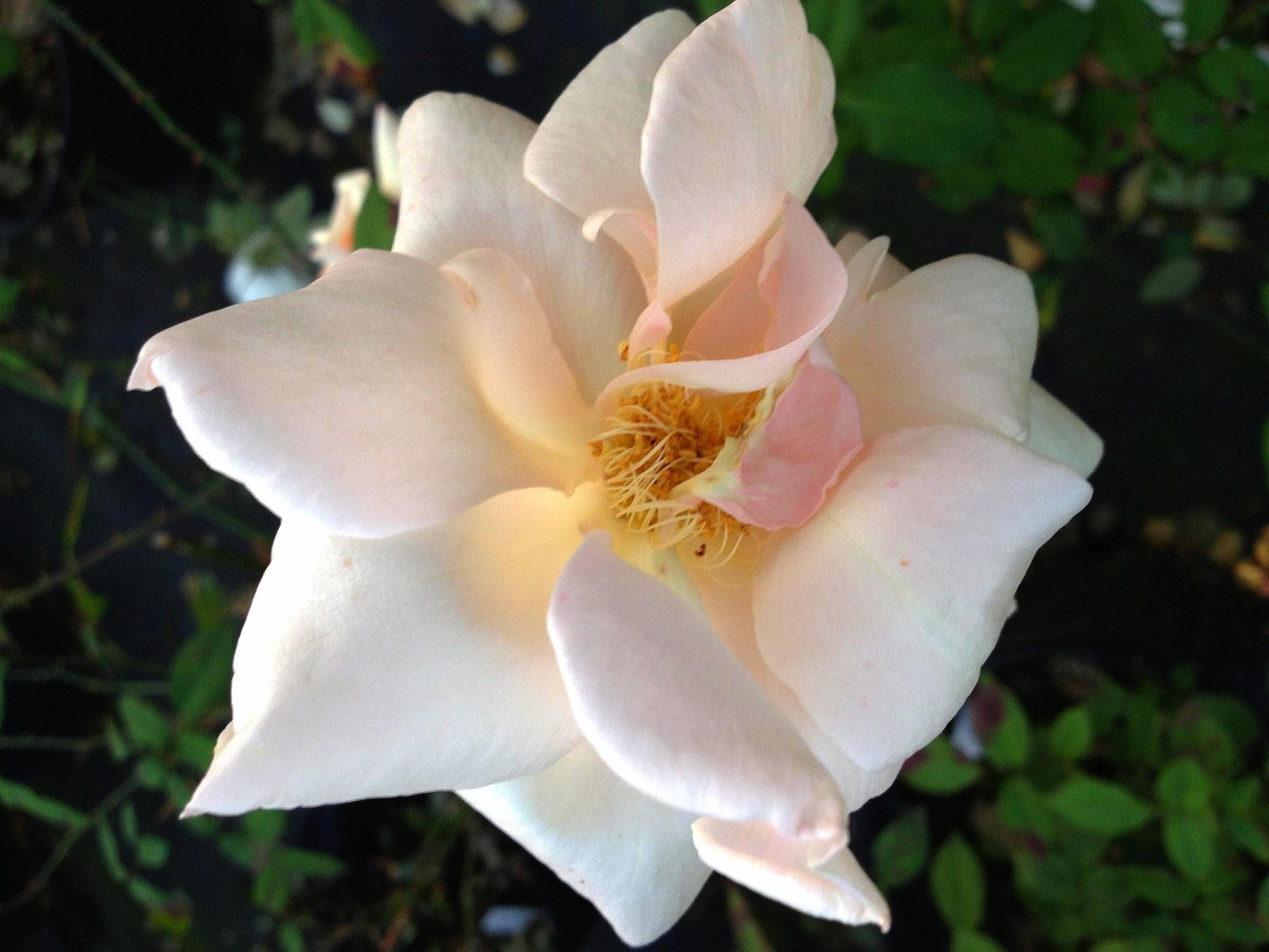 SAFRANO Apricot Pink Shrub Rose Bush Live Plant Heirloom Own Root ...