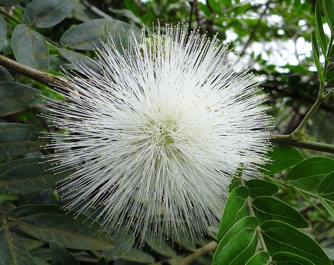 POWDER PUFF WHITE Tree Live Plant Calliandra Haematocephylla - Etsy