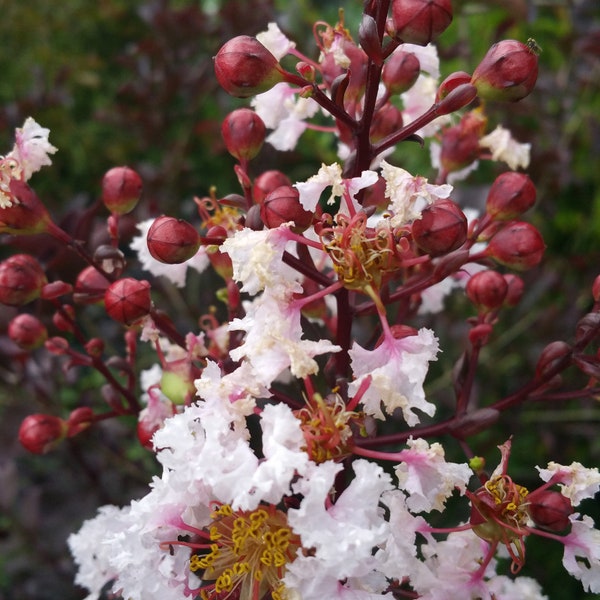 Crepe Myrtle - Etsy