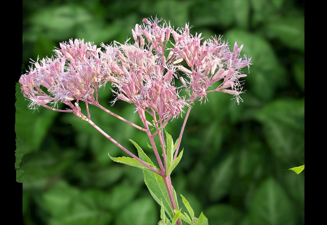 Baby Joe Pye Butterfly Weed Eupatorium Dubium Starter Size Live Plant ...