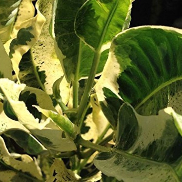 Croton - Etsy
