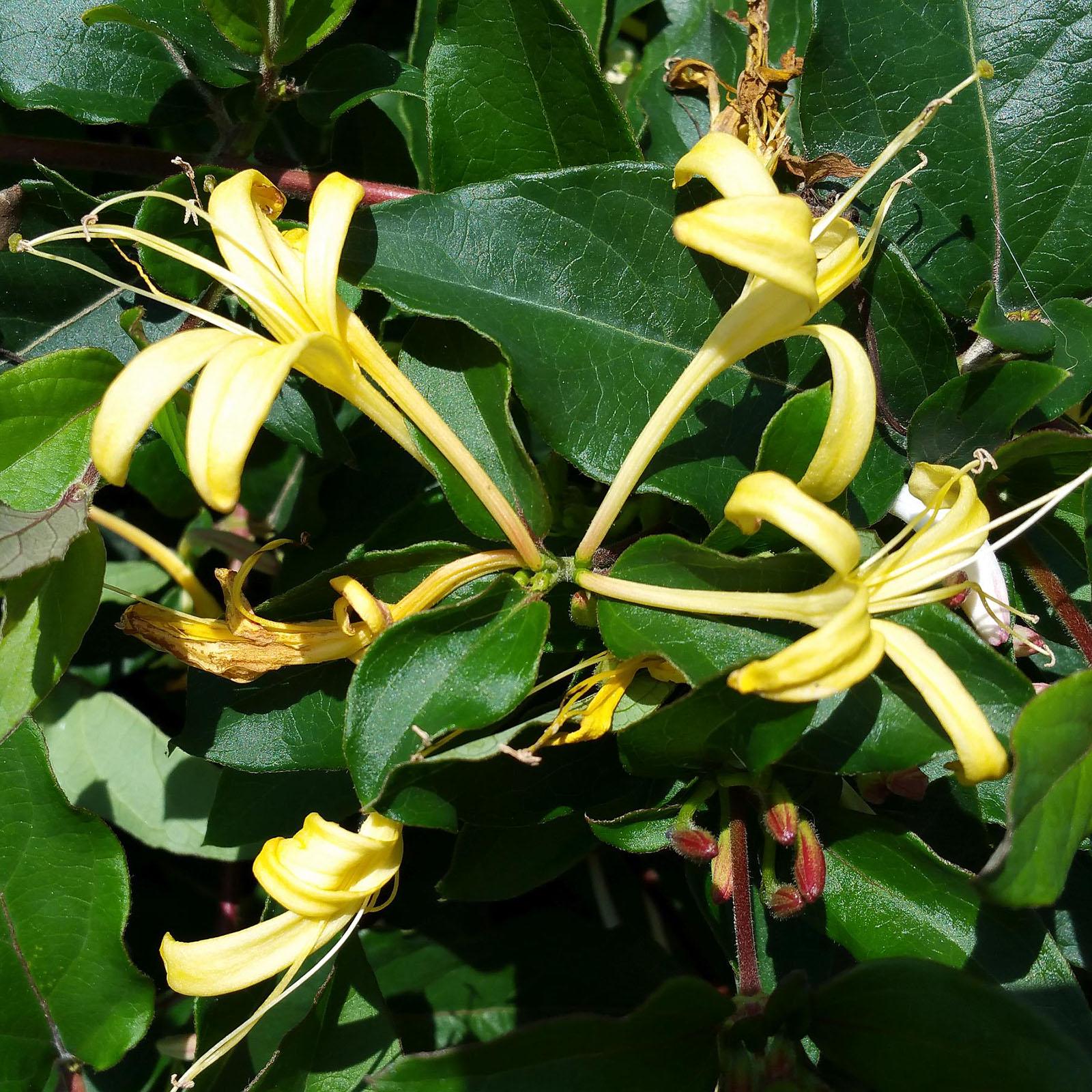 Cabernet Burgundy Leaf Honeysuckle Vine Live Plant Fragrant White Pink ...