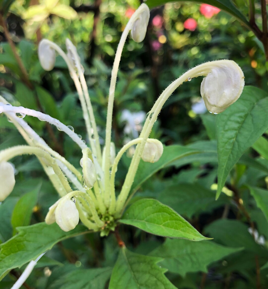 Clerodendrum MUSICAL NOTES Tropical Perennial Live Plant Unique Unusual ...