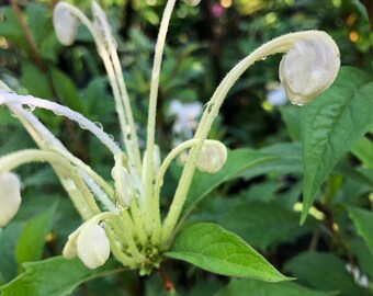 Musical Notes Clerodendrum Live Plant - Etsy