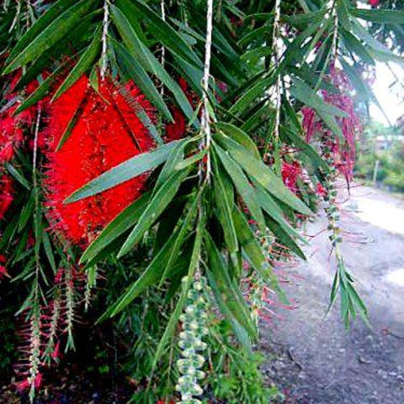 Bottlebrush Trees - Etsy