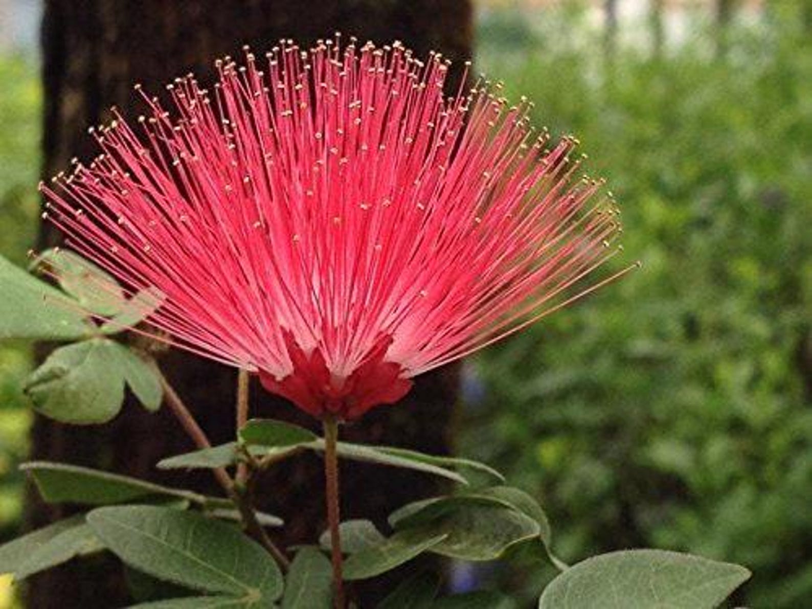 Powder Puff RED DWARF Flowering Shrub Plant Attracts Hummingbirds ...