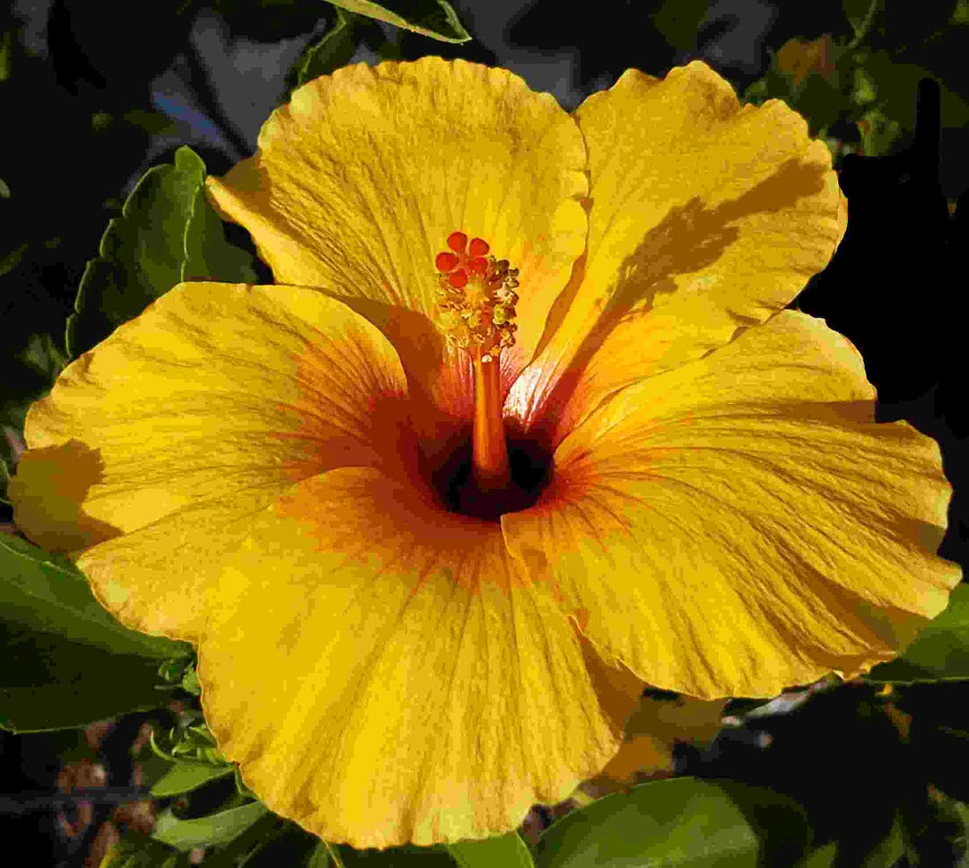 Joann Tropical Hibiscus Live Plant Large Golden Orange Red Single ...