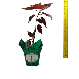 LOUISIANA RED Copper Leaf Live Tropical Plant Unique Unusual Colorful ...