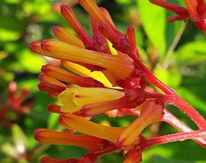 FIREBUSH Firefly Dwarf Scarlet Red Shrub Live Plant Orange Yellow ...