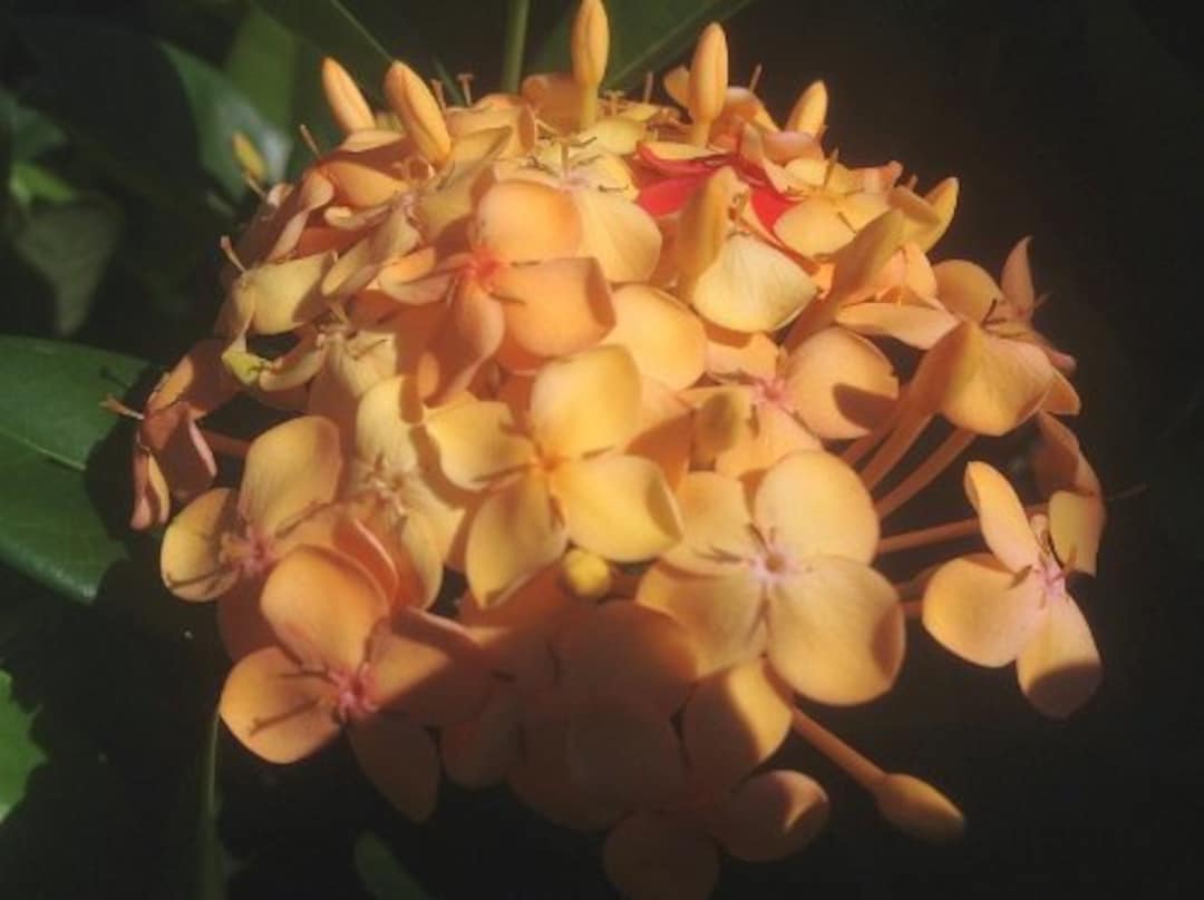 MAUI SUNSET Yellow Peach Ixora Live Tropical Plant Flowering - Etsy