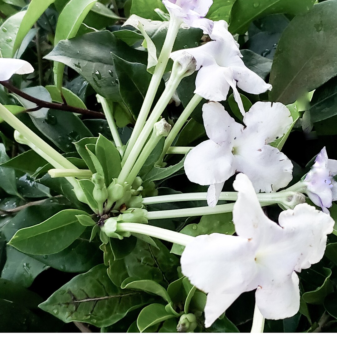 Brunsfelsia Uniflora Manaca Live Tropical Plant Fragrant Creamy White ...