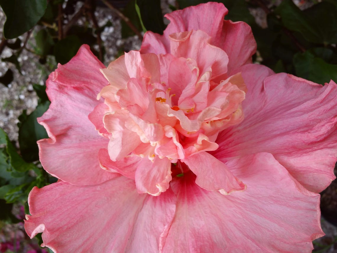 PINK NECTAR Hibiscus Tropical Live Plant Extra Large Exotic Fancy ...