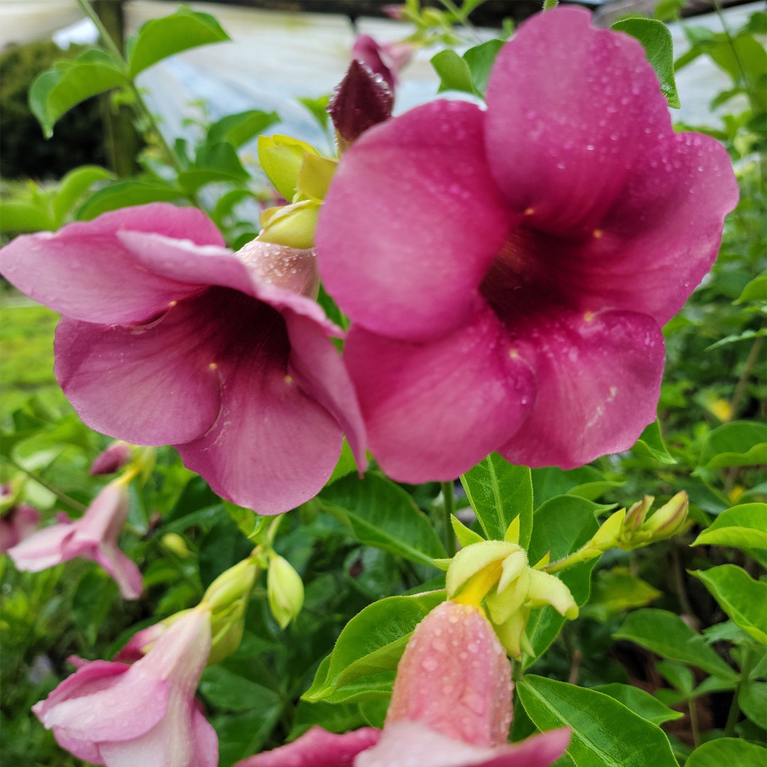 Allamanda Vine Live Semi Tropical Plant Cherry Jubilee Burgundy Pink ...