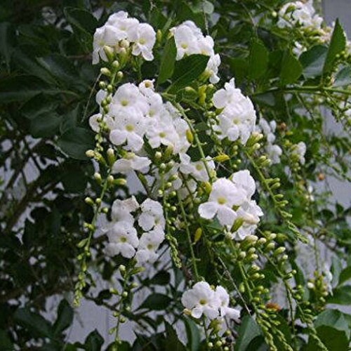 Duranta Variegata VARIEGATED SKY FLOWER Live Semi-tropical | Etsy
