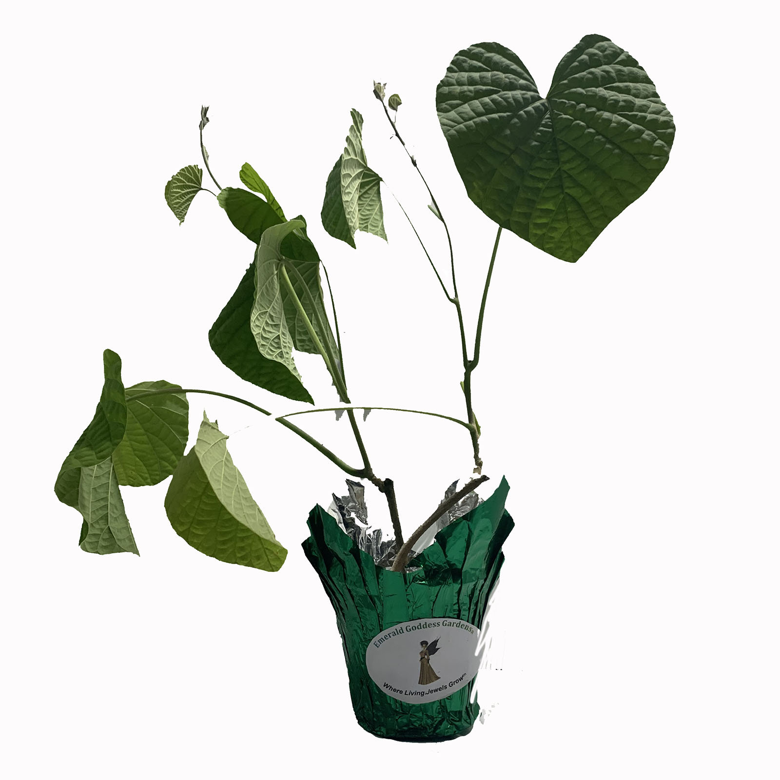 HAWAIIAN BELL Sunset Vine Live Tropical Plant Large Pink - Etsy