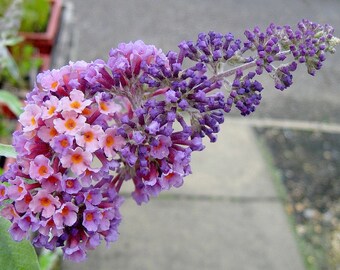 Butterfly Bush Buddleia X Weyeriana bi-color Live Plant Perennial Shrub ...