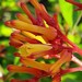 FIREBUSH Firefly Dwarf Scarlet Red Shrub Live Plant Orange Yellow ...
