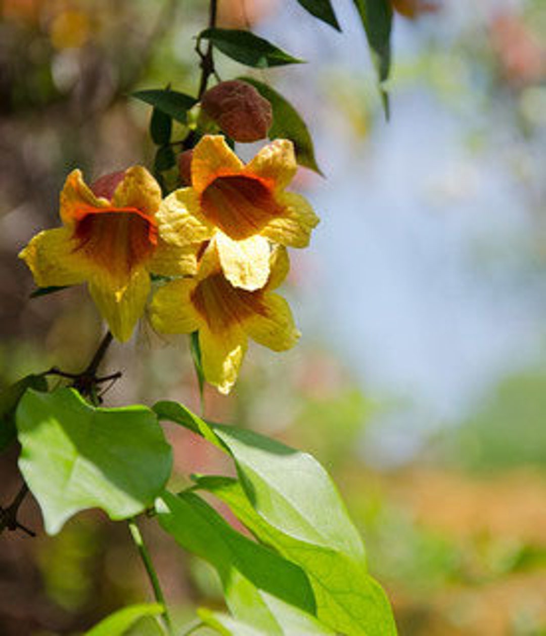 Crossvine Bignonia YELLOW Live Vine Plant Fast Growing Vibrant - Etsy