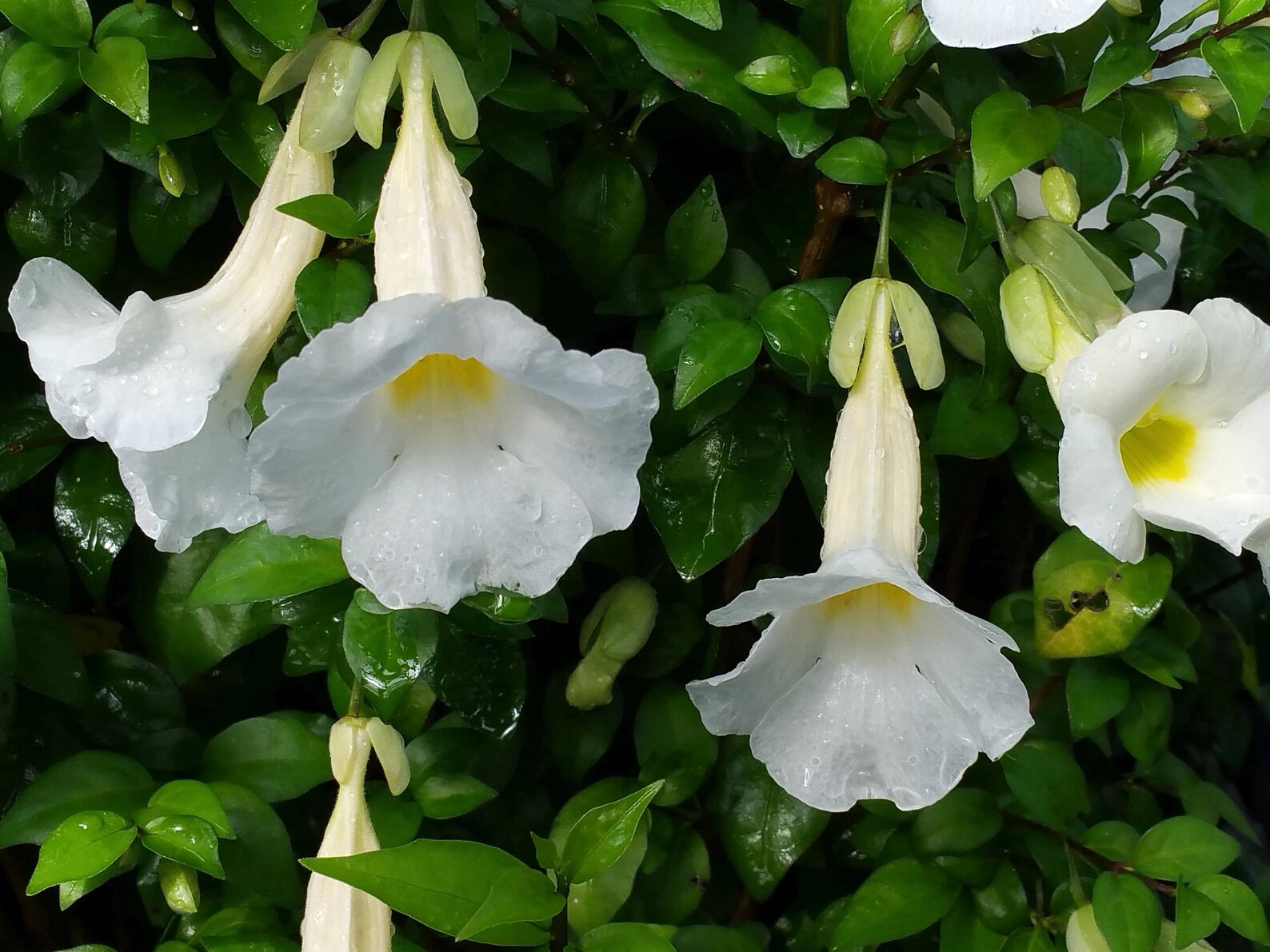 White Kings Mantel Live Tropical Plant Thunbergia Erecta Rare - Etsy