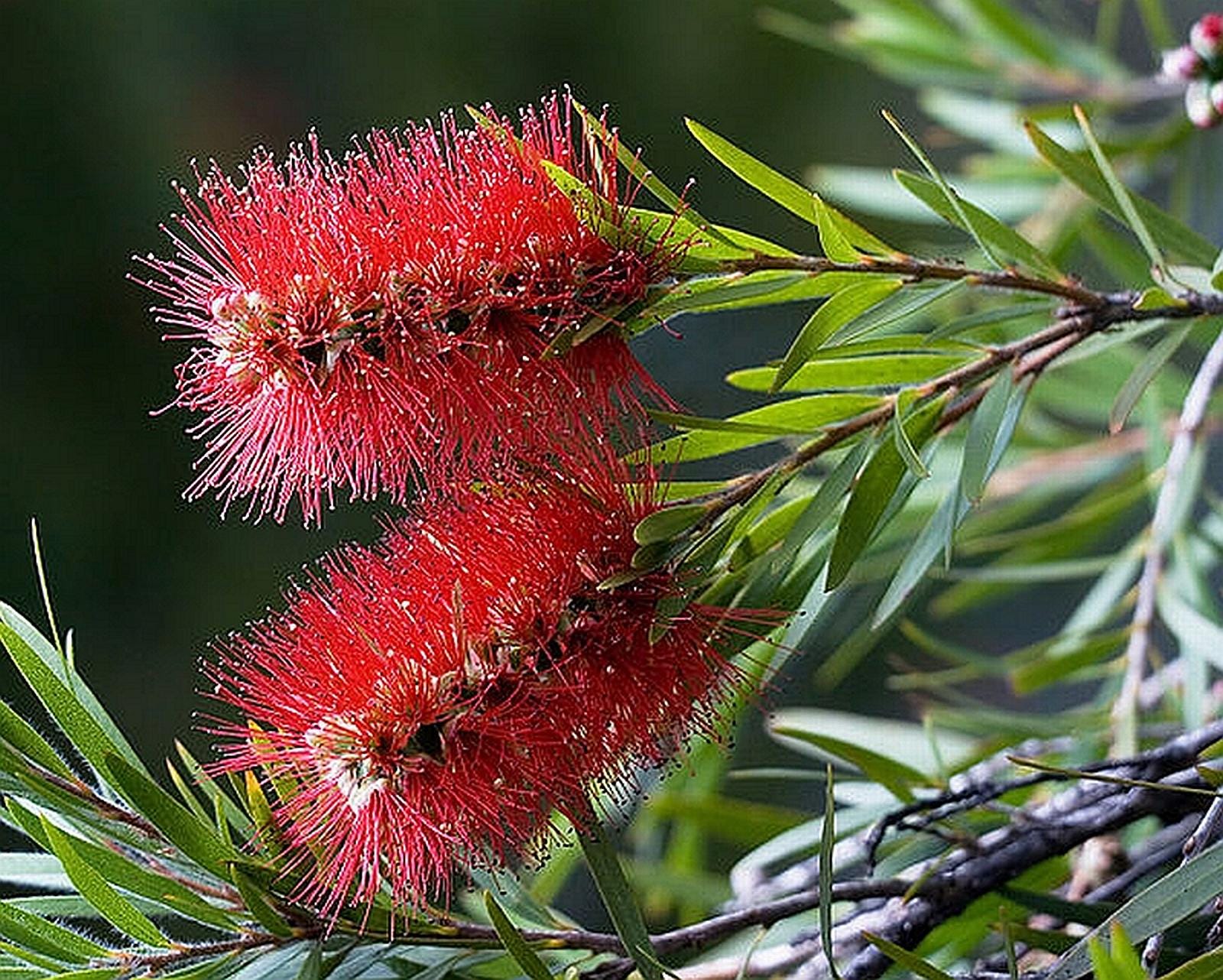 LITTLE JOHN Dwarf Bottlebrush Tree Plant Rare Miniature Flowering ...