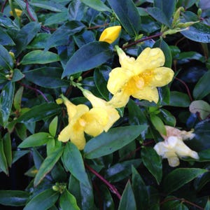 CAROLINA JASMINE Fragrant Swamp Jessamine Yellow Spring Flowering Vine ...