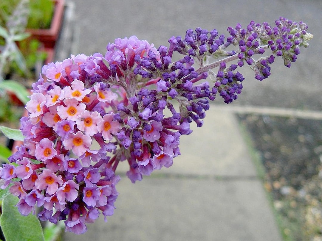 Buddleia Hybrid - 'bi-color' 'flower Power' Live Non Invasive Butterfly ...