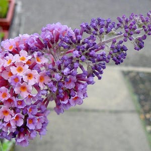 Buddleia Hybrid - 'bi-color' 'flower Power' Live Non Invasive Butterfly ...