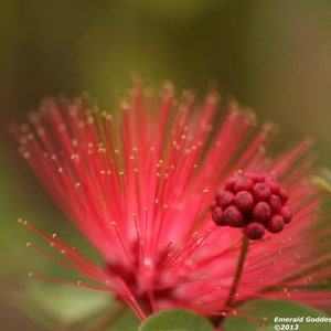 Powder Puff RED DWARF Flowering Shrub Plant Unique Unusual Red | Etsy
