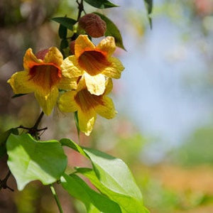 Crossvine Bignonia YELLOW Live Vine Plant Fast Growing Vibrant Trumpet ...
