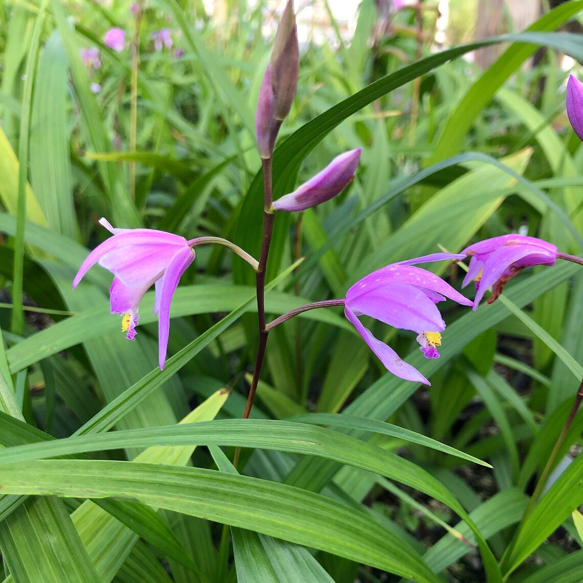 Bletilla Yokohama Kate Purple Ground Orchid Live Plant Lightly Fragrant ...