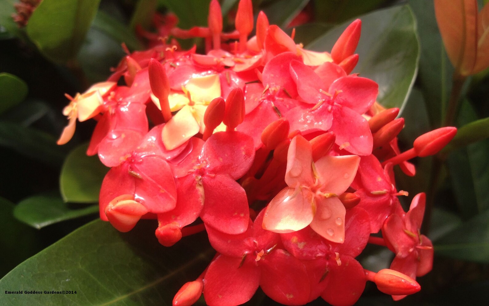 MAUI RED Ixora Tropical Live Plant Orange Red Flower Starter Size - Etsy