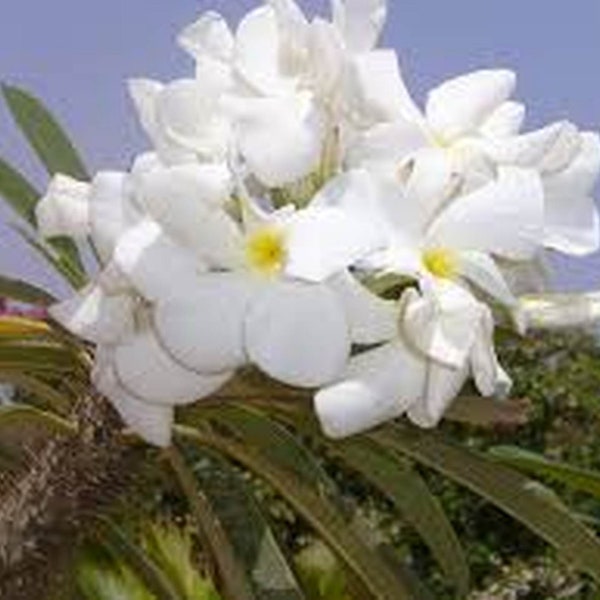 Madagascar Palm - Etsy