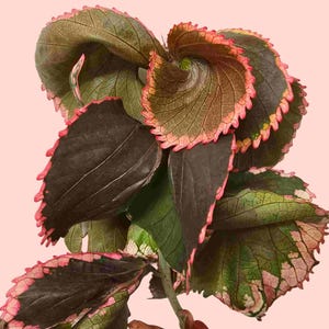 Dragon Fire Copperleaf Live Tropical Plant Broad Curled Pink Bronze ...