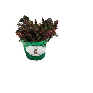 Fern RUBY RED SPIKEMOSS Plant Selaginella Unusual Cold - Etsy