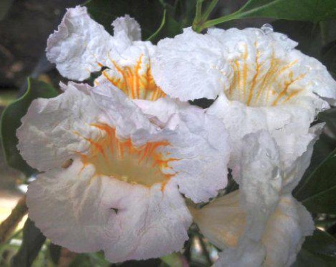 PEEP THONG Perfume Dwarf Jasmine Live Tree Plant Radermachera Kunming ...