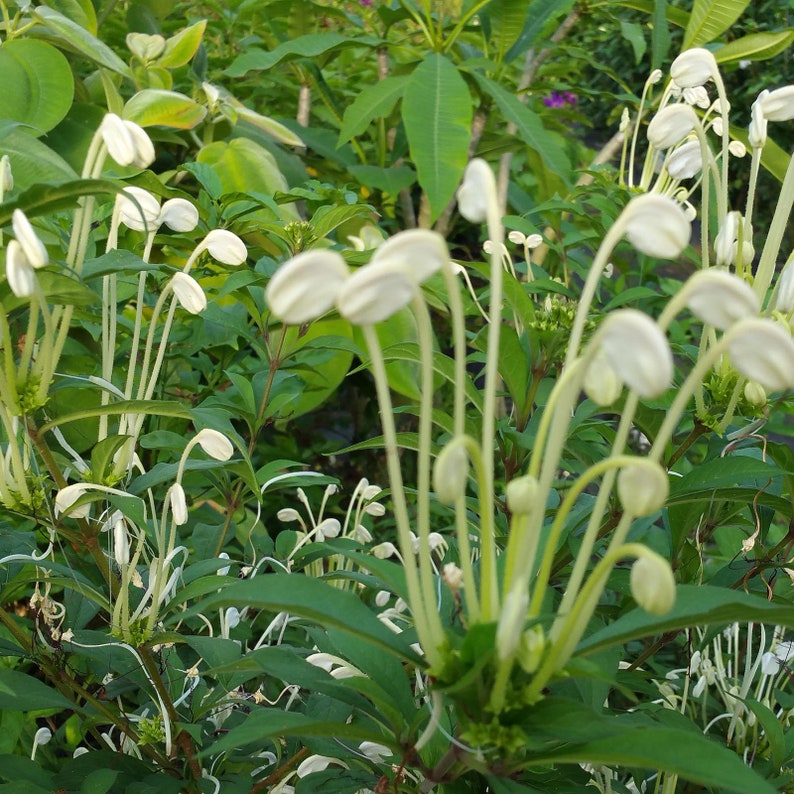 Clerodendrum MUSICAL NOTES Tropical Perennial Live Plant - Etsy