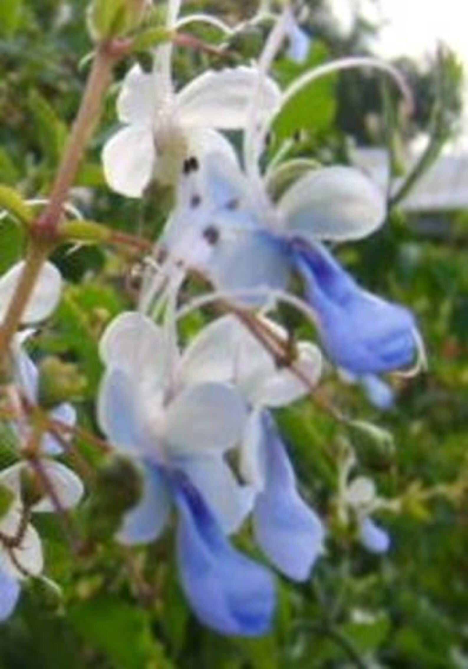 Clerodendrum Ugandense BLUE BUTTERFLY Bush Tropical Live Plant | Etsy