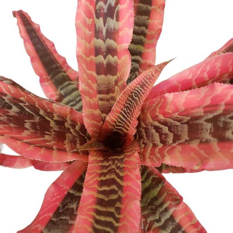 Cryptanthus - Etsy