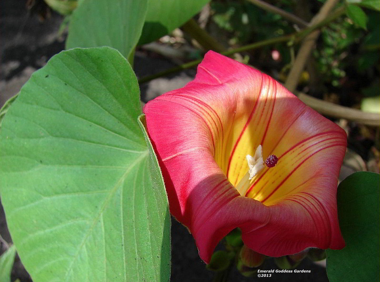 HAWAIIAN BELL Sunset Vine Live Tropical Plant Large Pink - Etsy