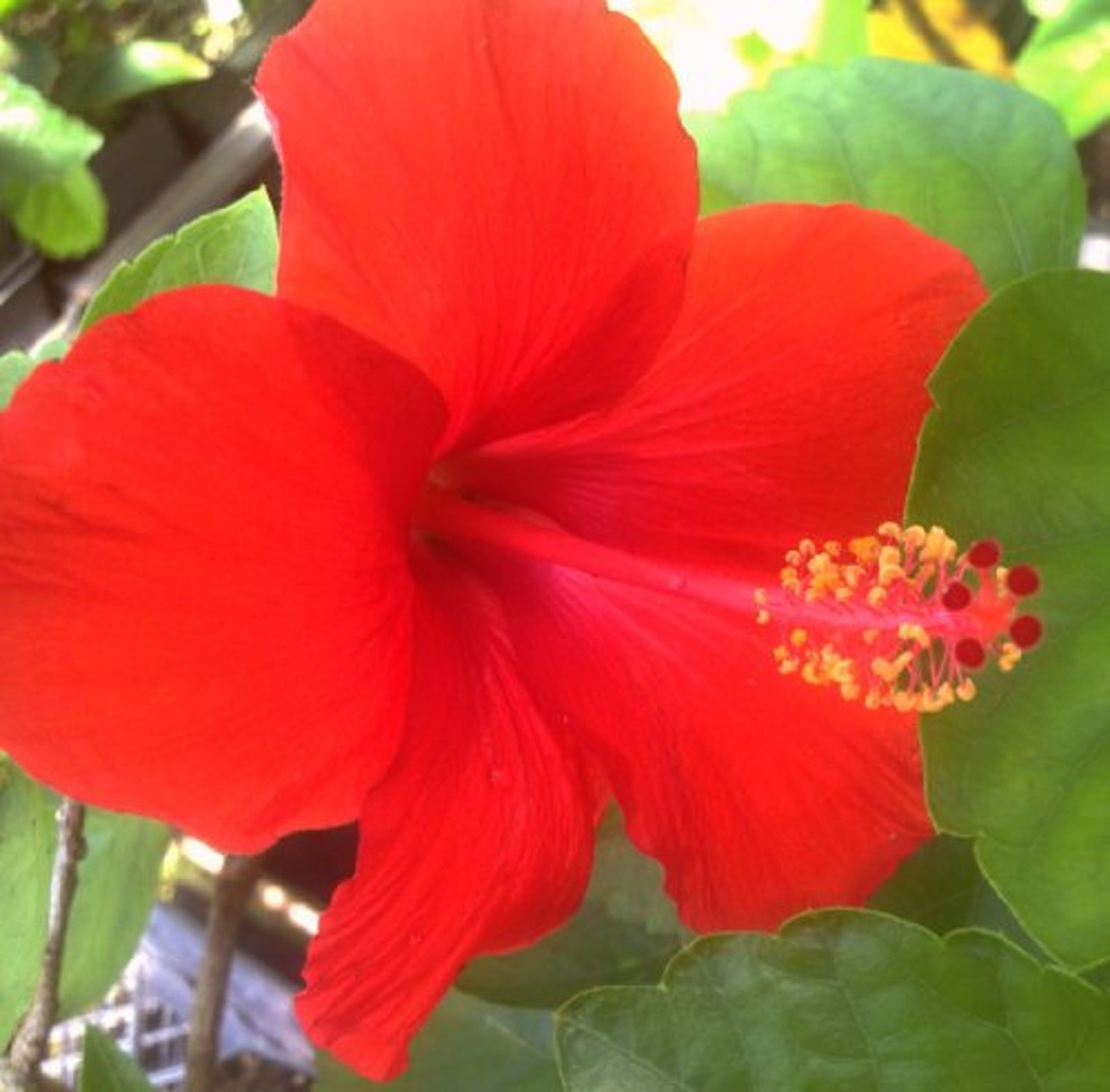 ARIZONA Tropical Exotic Hibiscus Live Plant Large Single | Etsy