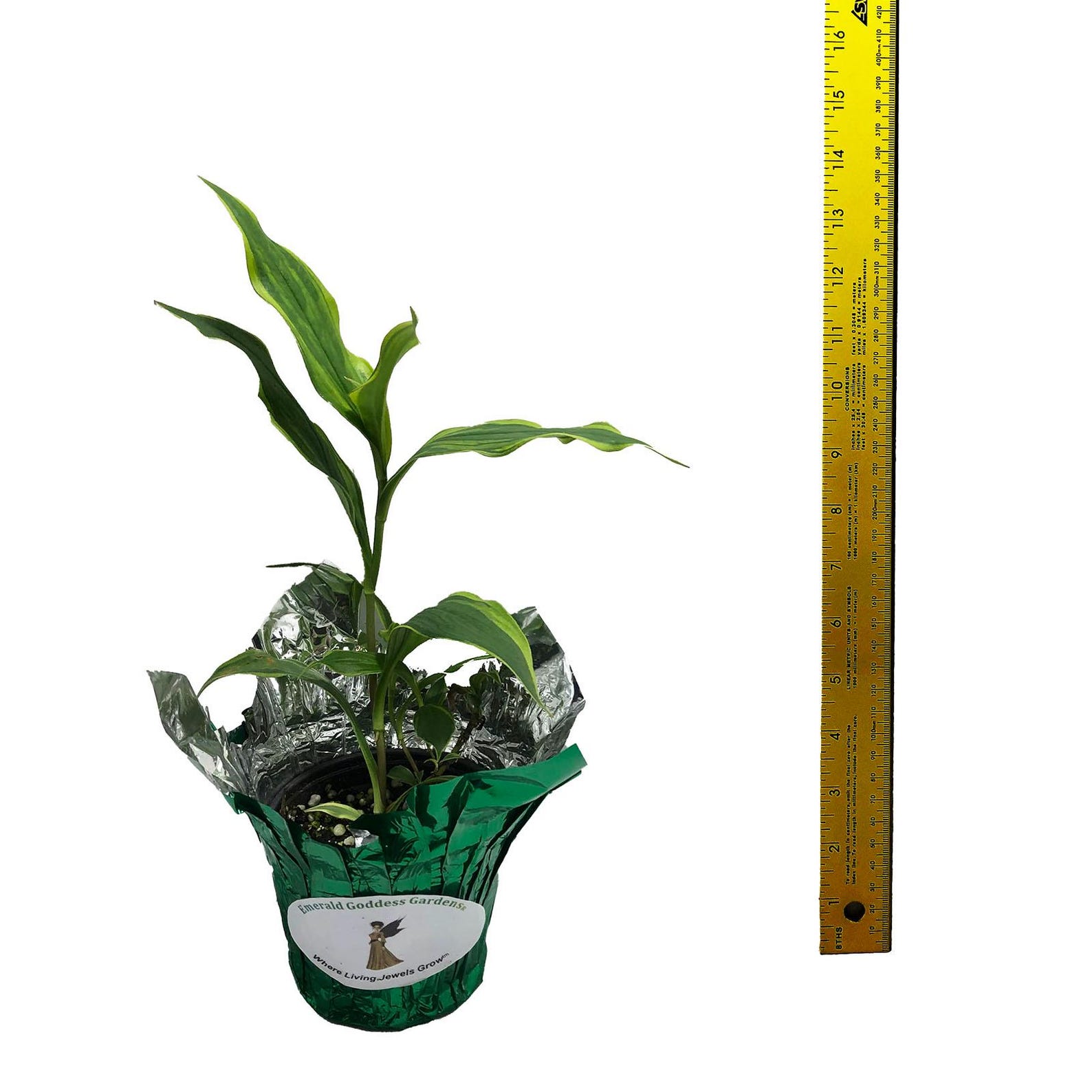 TOAD LILY Variegated Live Tropical Plant Shade Garden Tricyrtis Samurai ...