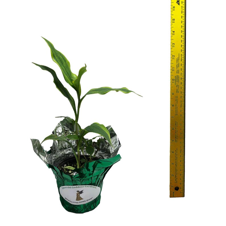 TOAD LILY Variegated Live Tropical Plant Shade Garden Tricyrtis Samurai ...